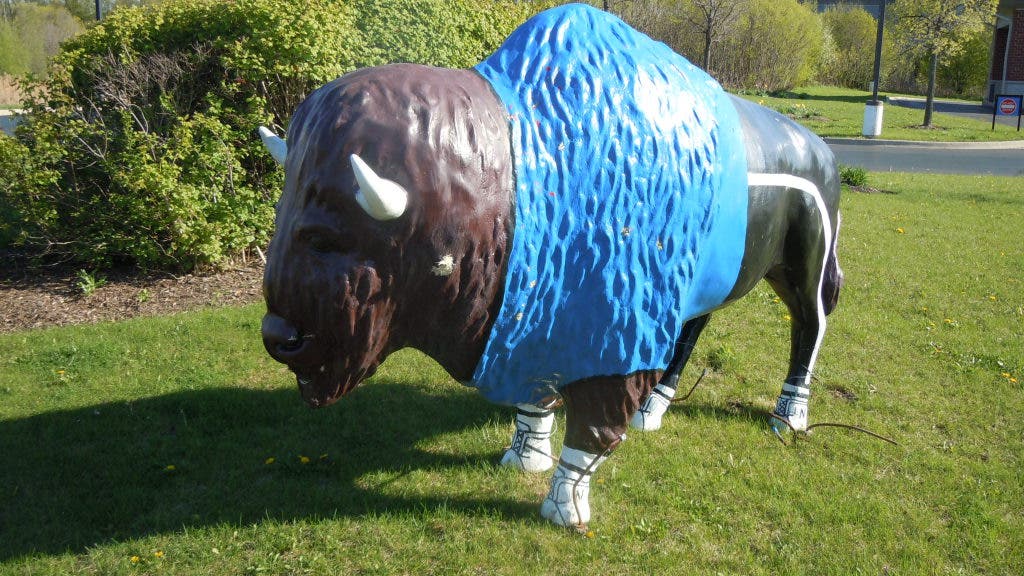 Hunting for Buffalo Grove's Buffaloes | Buffalo Grove, IL Patch