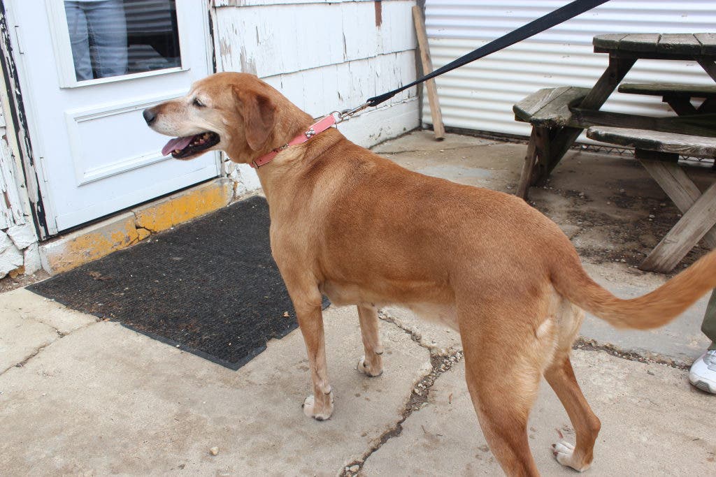 Jessie, Lab Mix, Needs a Home | Woodridge, IL Patch
