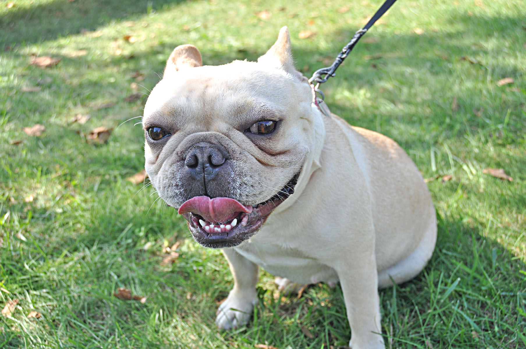 ARLSRI Dog Walk Sunday!!! | Narragansett, RI Patch