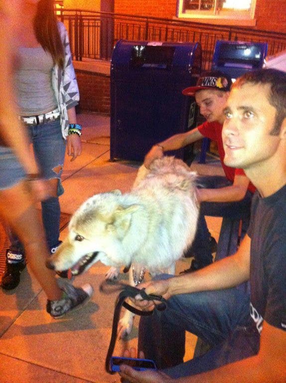 Wolf on a Leash in Downtown Geneva? During Swedish Days? | Geneva, IL Patch