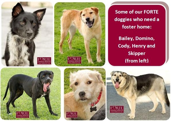 Forte Animal Rescue to Hold Bingo Fundraiser | West Hollywood, CA Patch
