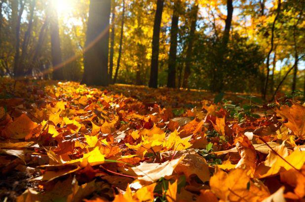 What Makes Leaves Change Color in the Fall? | Petaluma, CA Patch