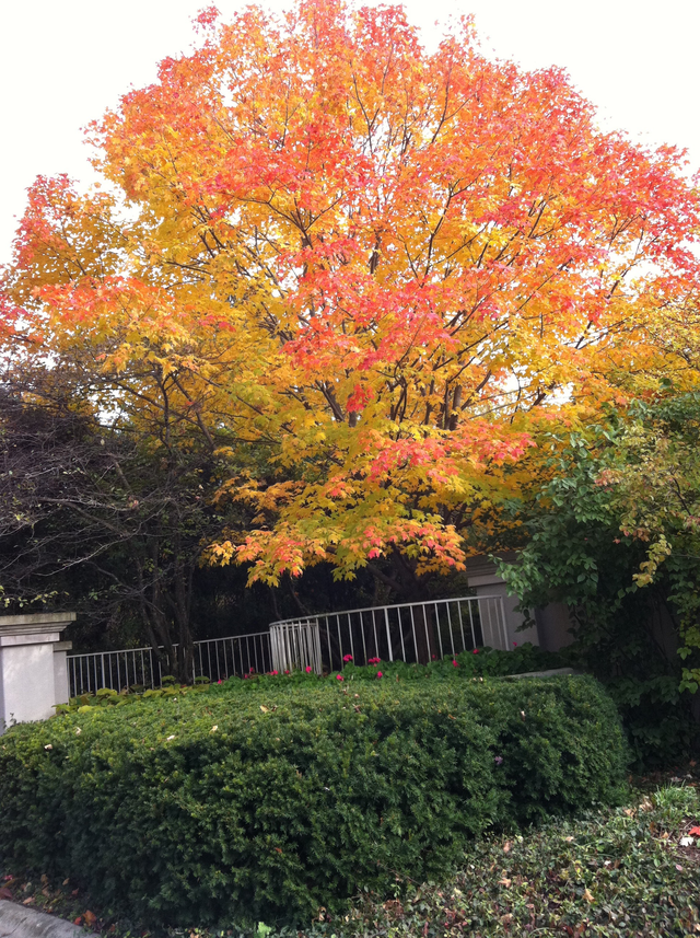 Peak of Fall Color Friday | Evanston, IL Patch