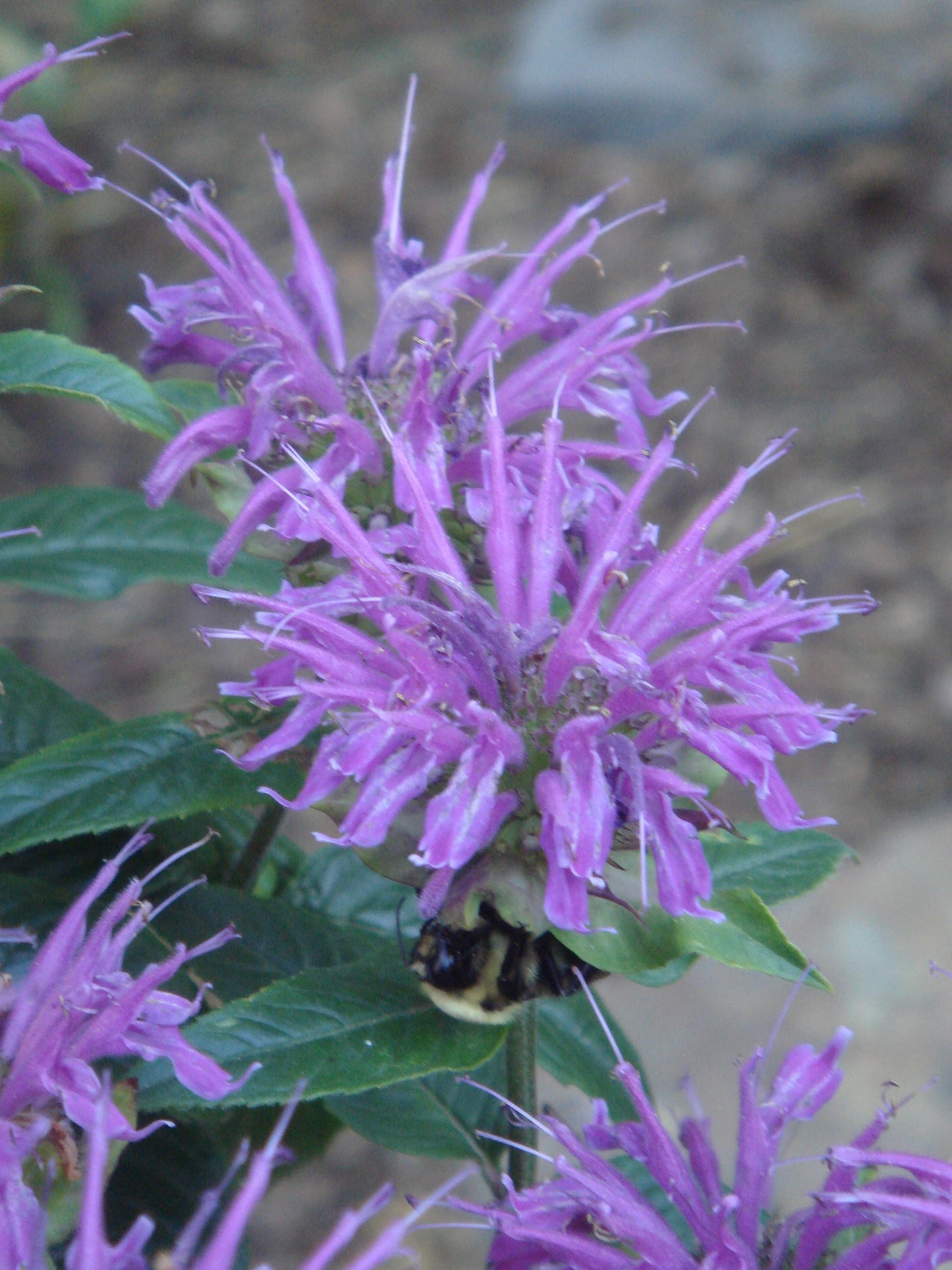 Choose NJ Native Plants for the Birds | West Orange, NJ Patch
