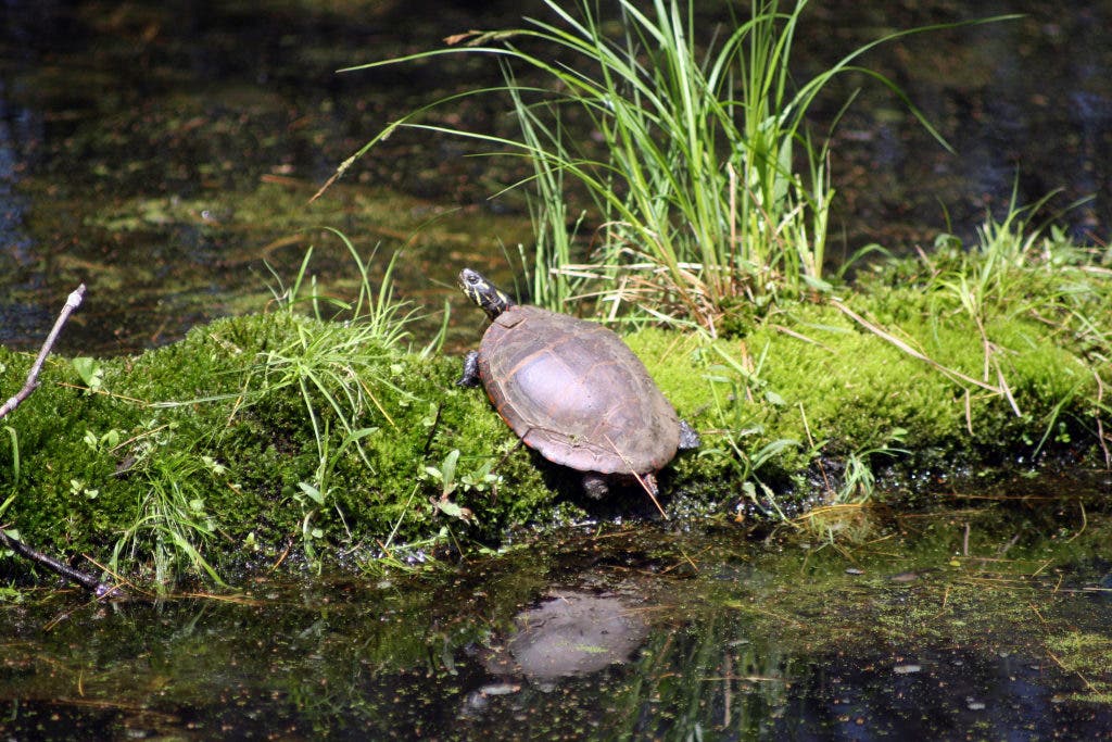 Long Island Turtles: Nature's Survivors | Kings Park, NY Patch
