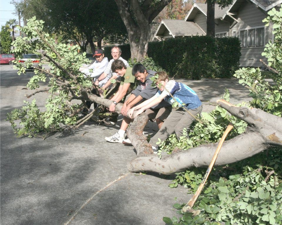 5 Tips to Preserve Our City of Trees | South Pasadena, CA Patch