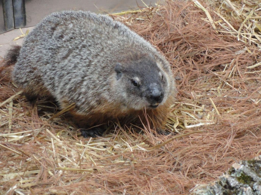 VIDEO: Local Groundhog Ms. G Says Spring's On Its Way | Lexington, MA Patch