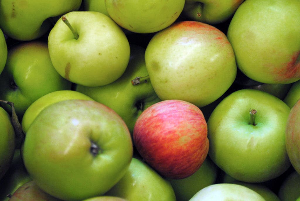 It's Apple Picking Season at Aamodt's Apple Farm in Stillwater ...