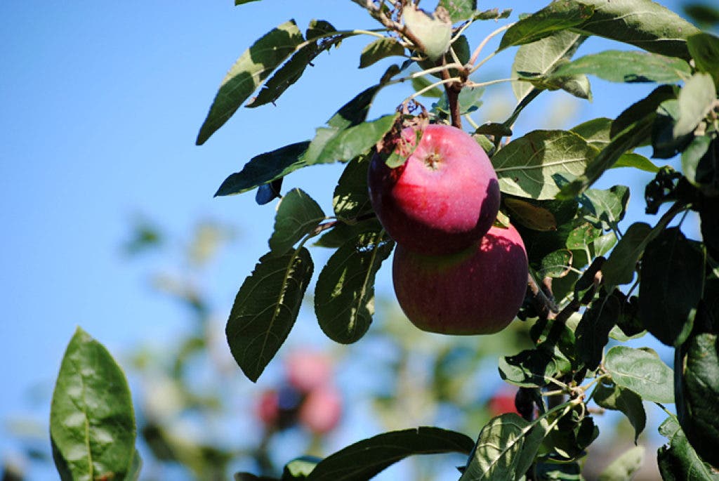 It's Apple Picking Season at Aamodt's Apple Farm in Stillwater ...