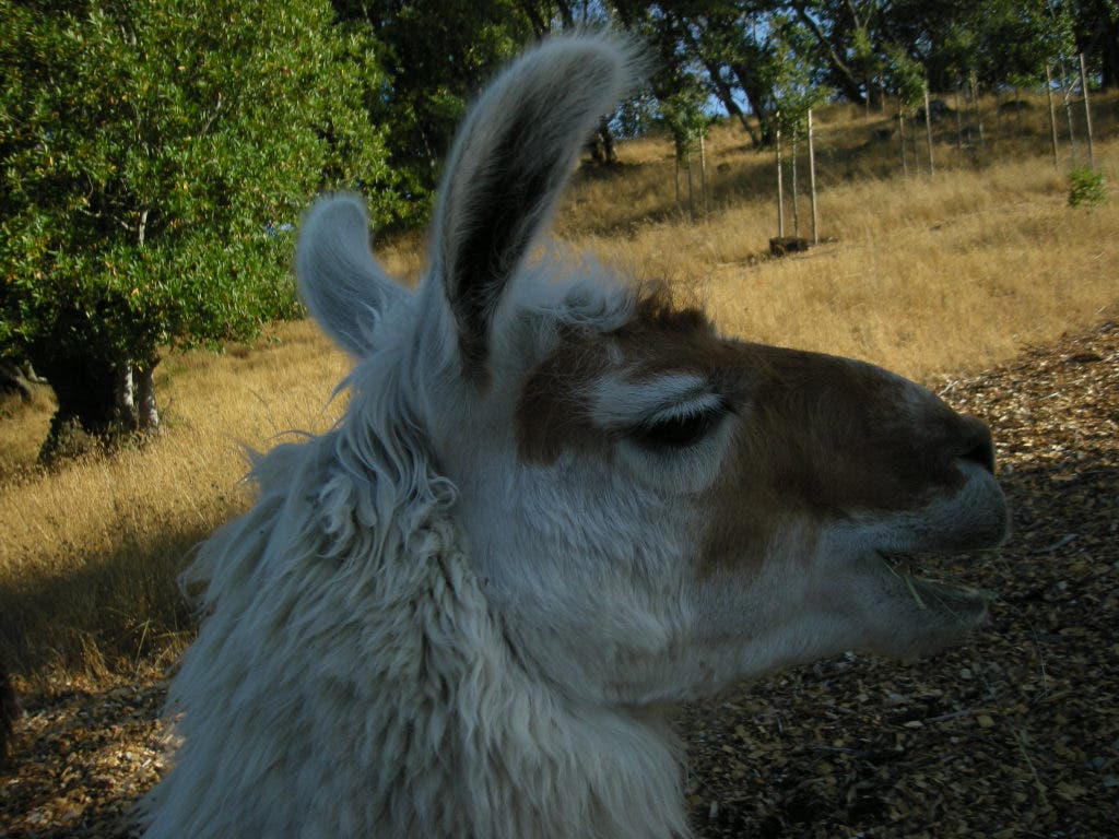 What do Tomatoes, Llama Poop and the Buck Institute Have in Common ...