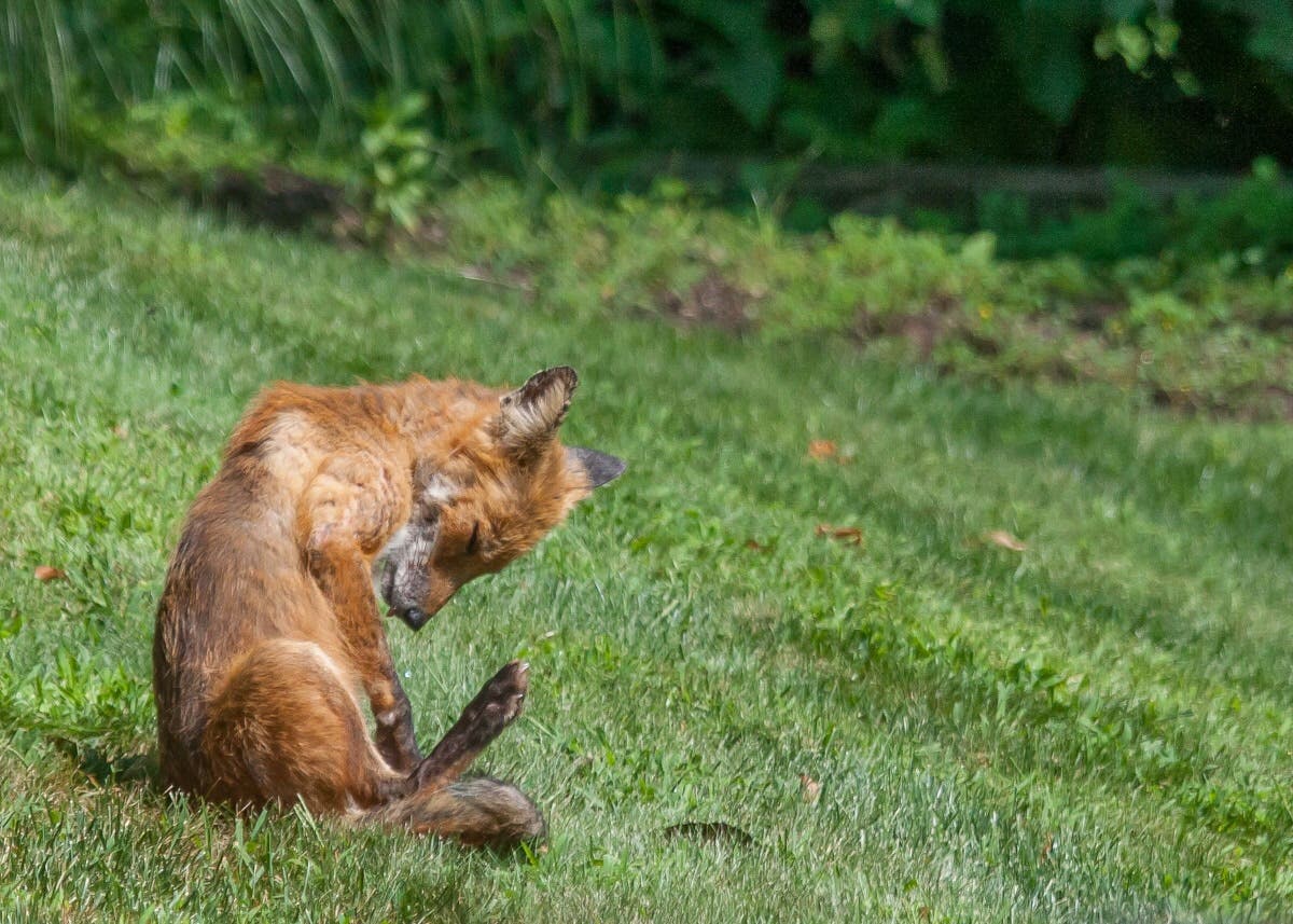 Fox sighting in New City | New City, NY Patch