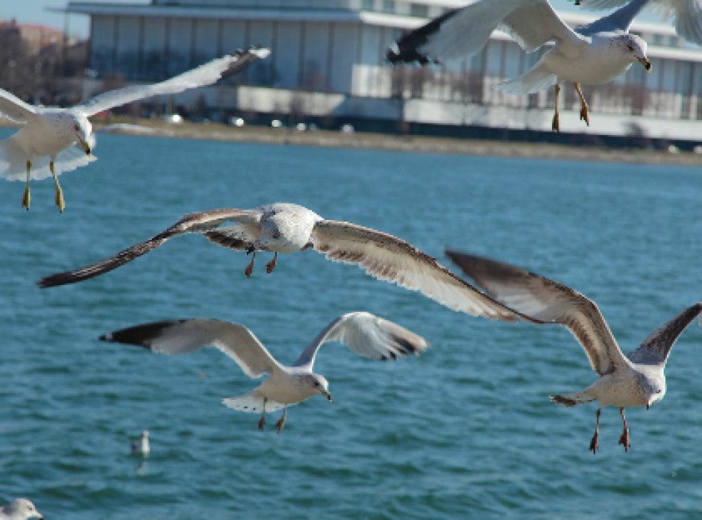 Georgetown in Photos: Seagulls on the Potomac River | Georgetown, DC Patch