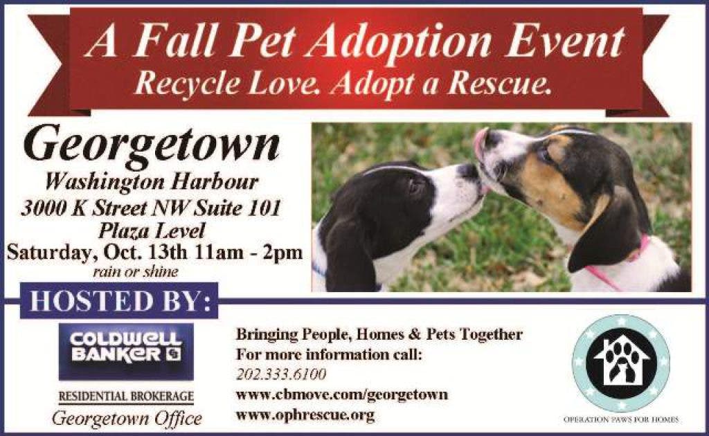 "Recycle Love. Adopt a Rescue" Pet Adoption | Georgetown, DC Patch
