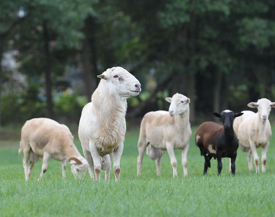 Holy Sheep! A Flock of the Fluffy Animals Escaped from a Nearby Farm ...
