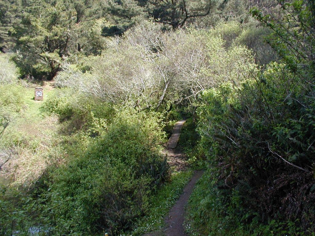 Opinion: San Francisco to Cut 15,000-Plus Pacifica Trees | Pacifica, CA ...