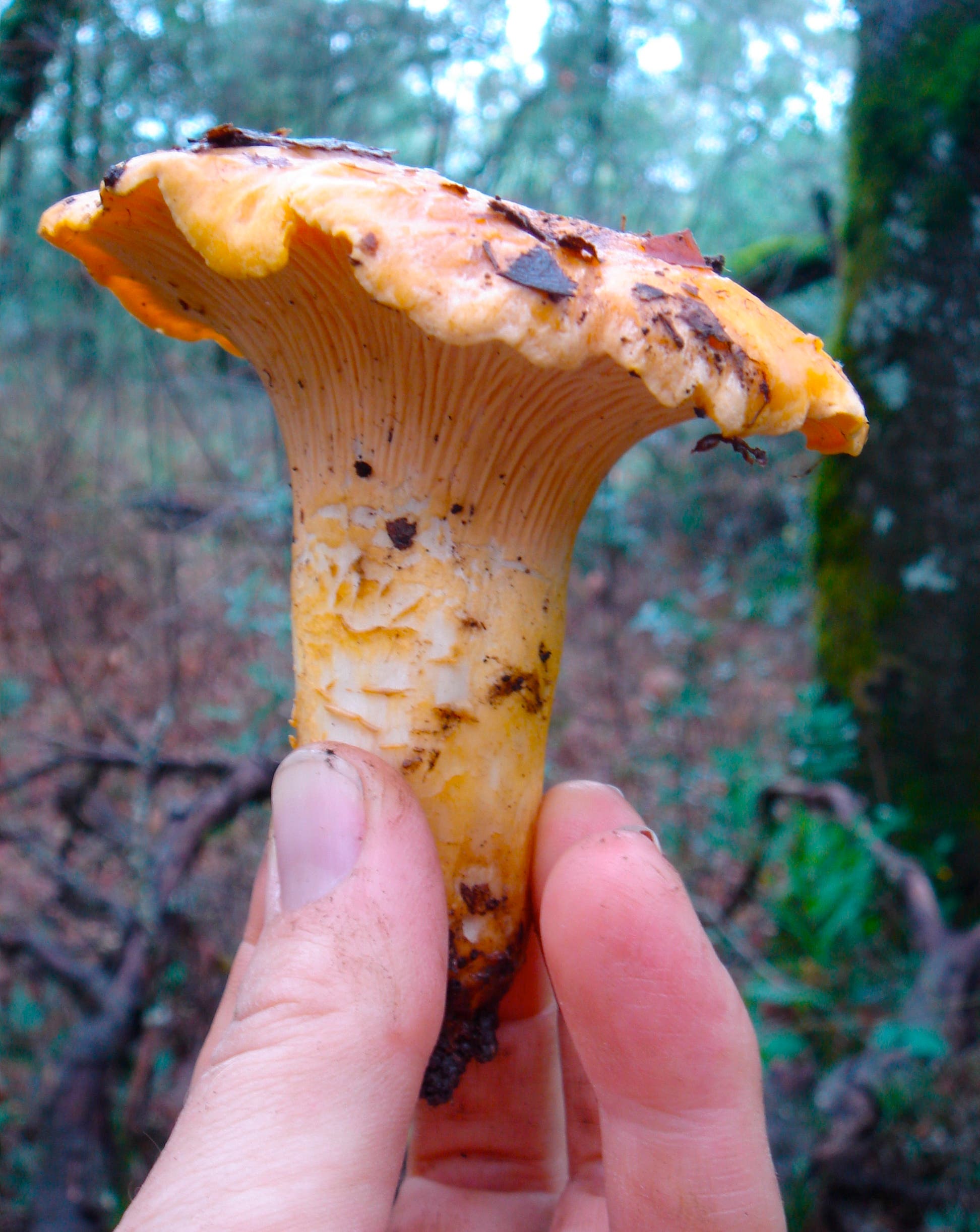 Putting the Fun in Fungus | San Anselmo, CA Patch