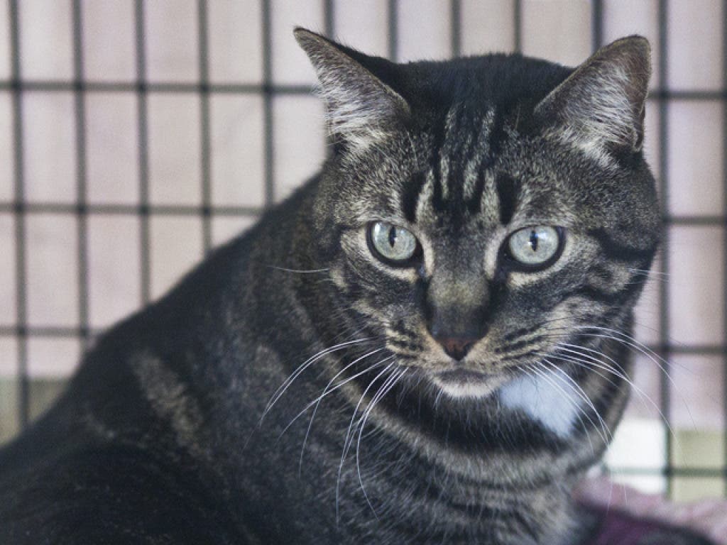 Catland is Now Open | Agoura Hills, CA Patch