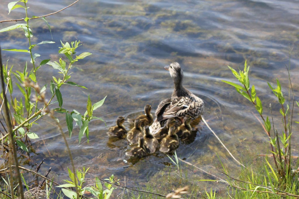 Mother (Duck) Gives Birth at Maple Grove Community Center | Maple Grove ...