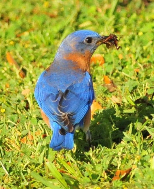 The Outdoor Eye: Eastern Bluebirds | New Tampa, FL Patch