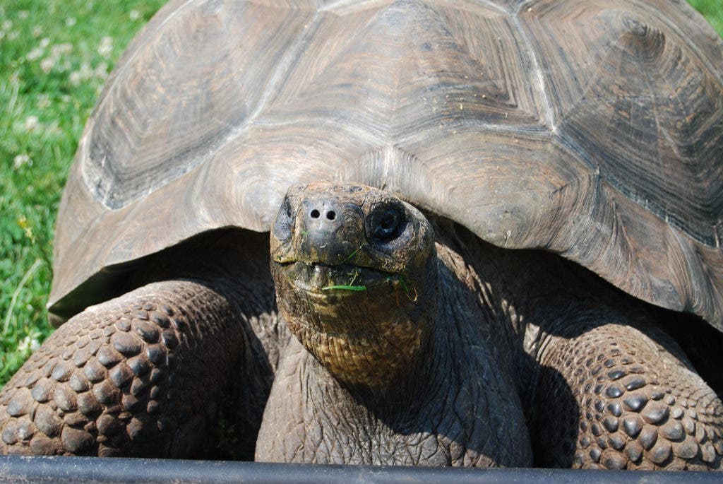 Giant Tortoises Come to Turtle Back Zoo | Maplewood, NJ Patch
