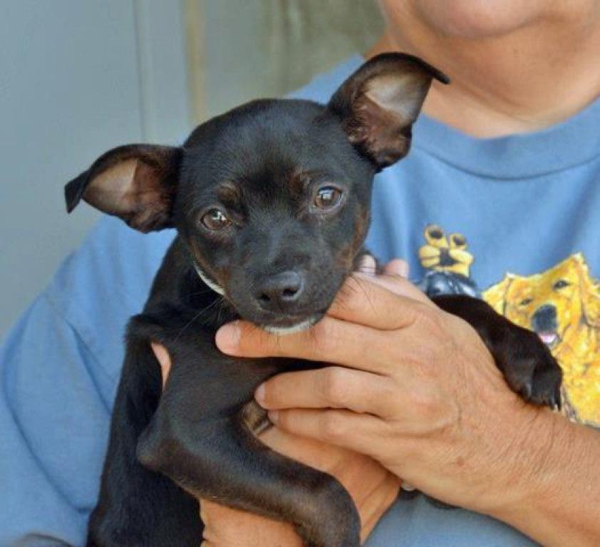 Pilots N Paws Teaming with Suncoast Animal League to Rescue 20 Dogs ...