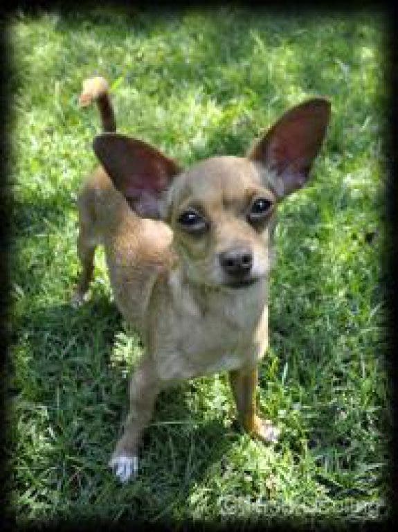 Pilots N Paws Teaming with Suncoast Animal League to Rescue 20 Dogs ...