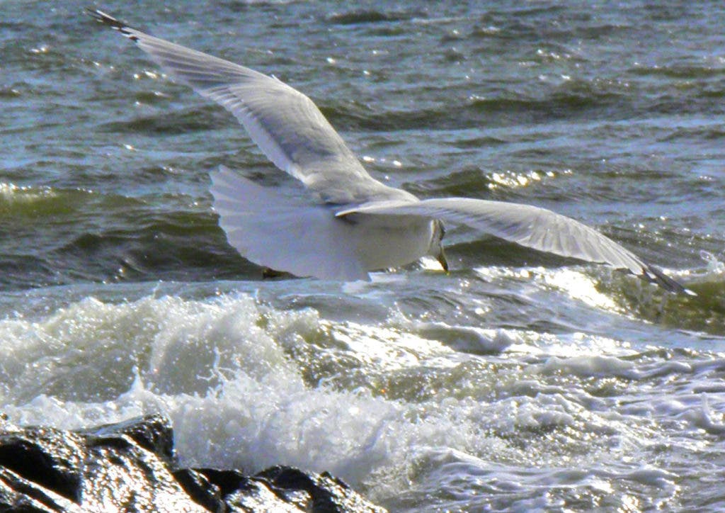 Protect the Rare Birds of Long Beach with a Modestly-Sized Boardwalk ...