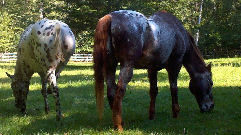 Rescuing the Recumbent Horse | Ledyard, CT Patch