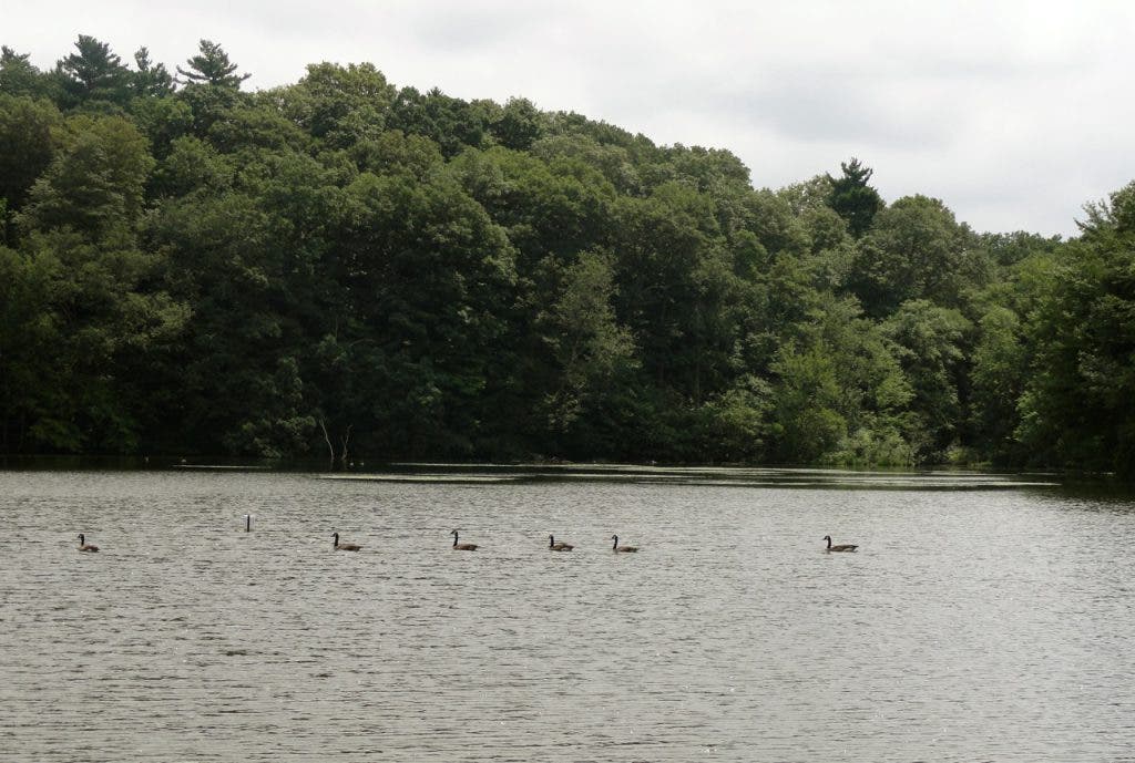 Needham Walks: Discover Your Local Trails | Needham, MA Patch