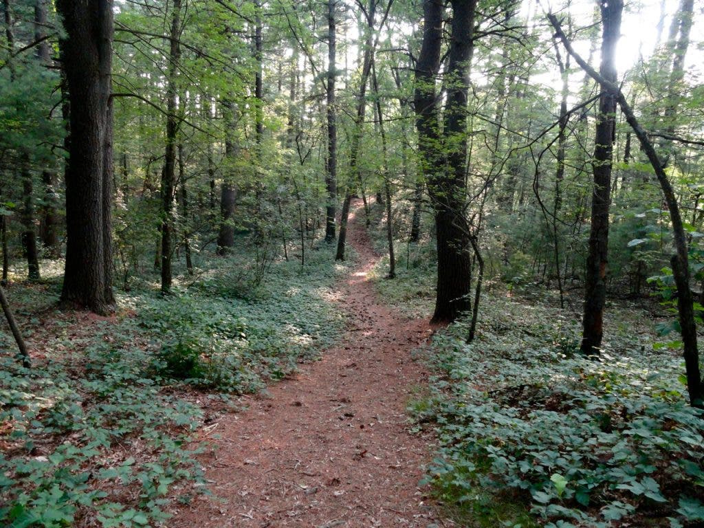 Needham Walks: Discover Your Local Trails | Needham, MA Patch