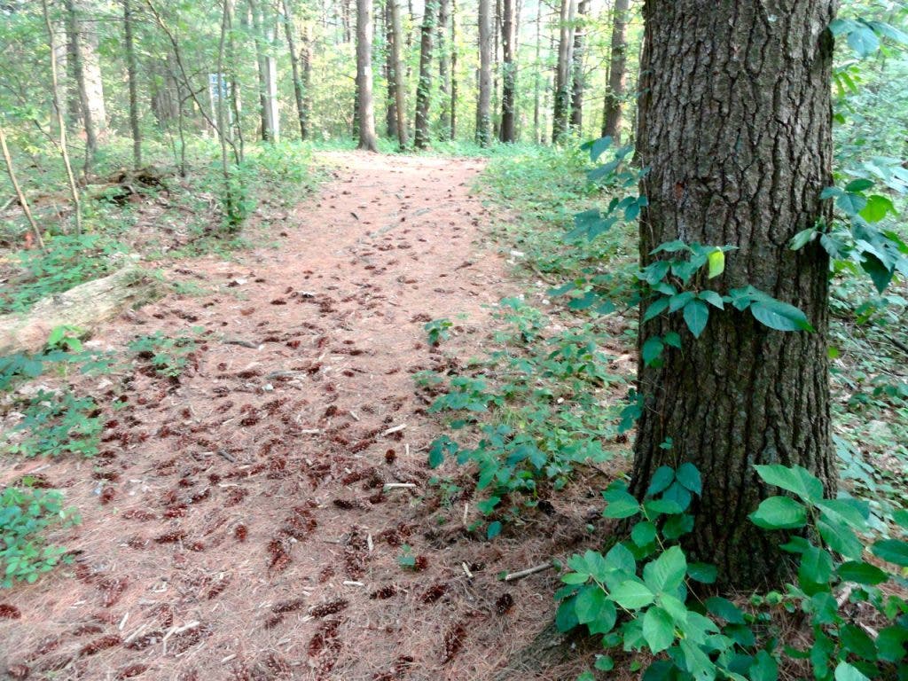 Needham Walks: Discover Your Local Trails | Needham, MA Patch
