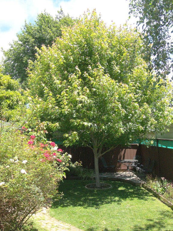 A Tree Grows in Albany | Albany, CA Patch
