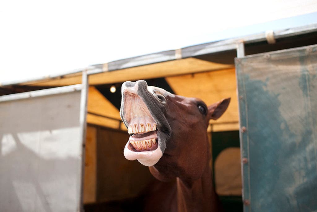 Ernie Howlett Hosts Portuguese Bend Horse Show | Palos Verdes, CA Patch