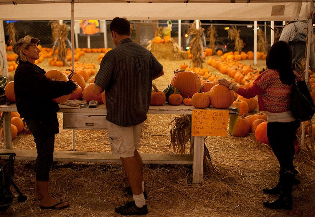 Hermosa Beach Pumpkin Patch Outlasts Them All | Hermosa Beach, CA Patch