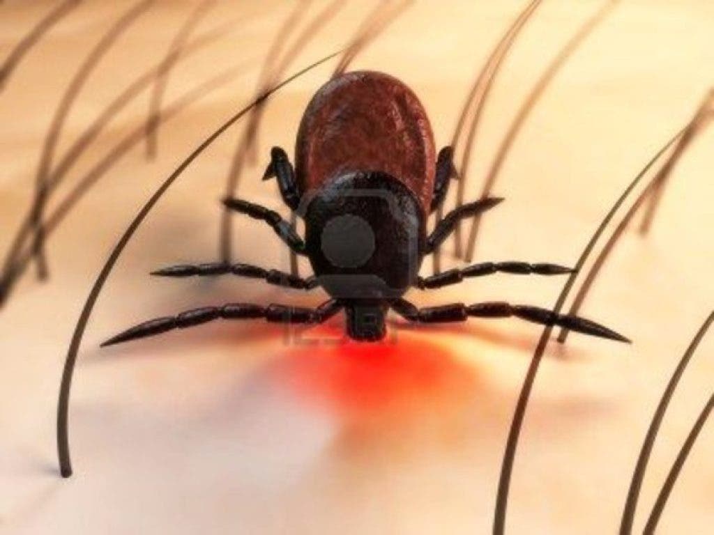 Rhode Island Tick Population Up 80 Percent | Middletown, RI Patch