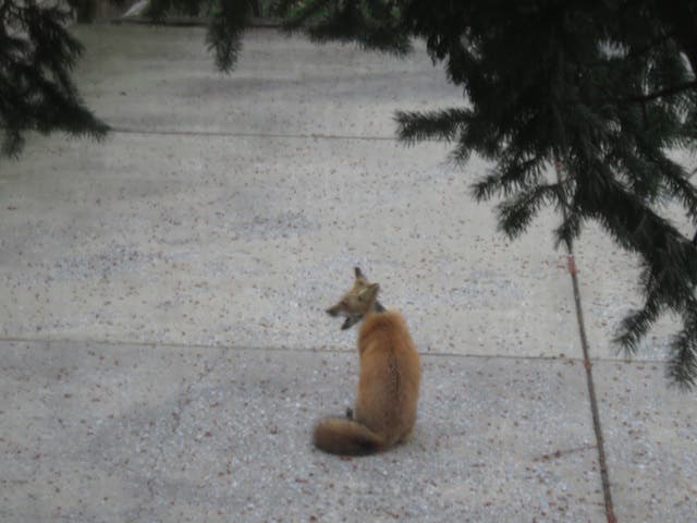 Watch: Red Fox Pays Morning Visit to Oak Lawn Yard | Oak Lawn, IL Patch