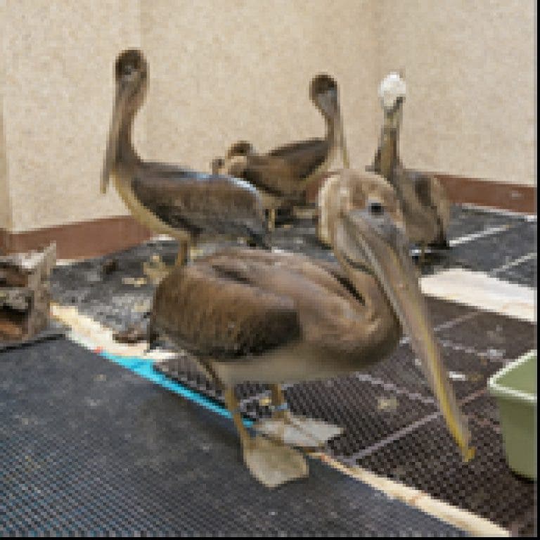 Peninsula Humane Society Receives Sick Pelicans | Menlo Park, CA Patch