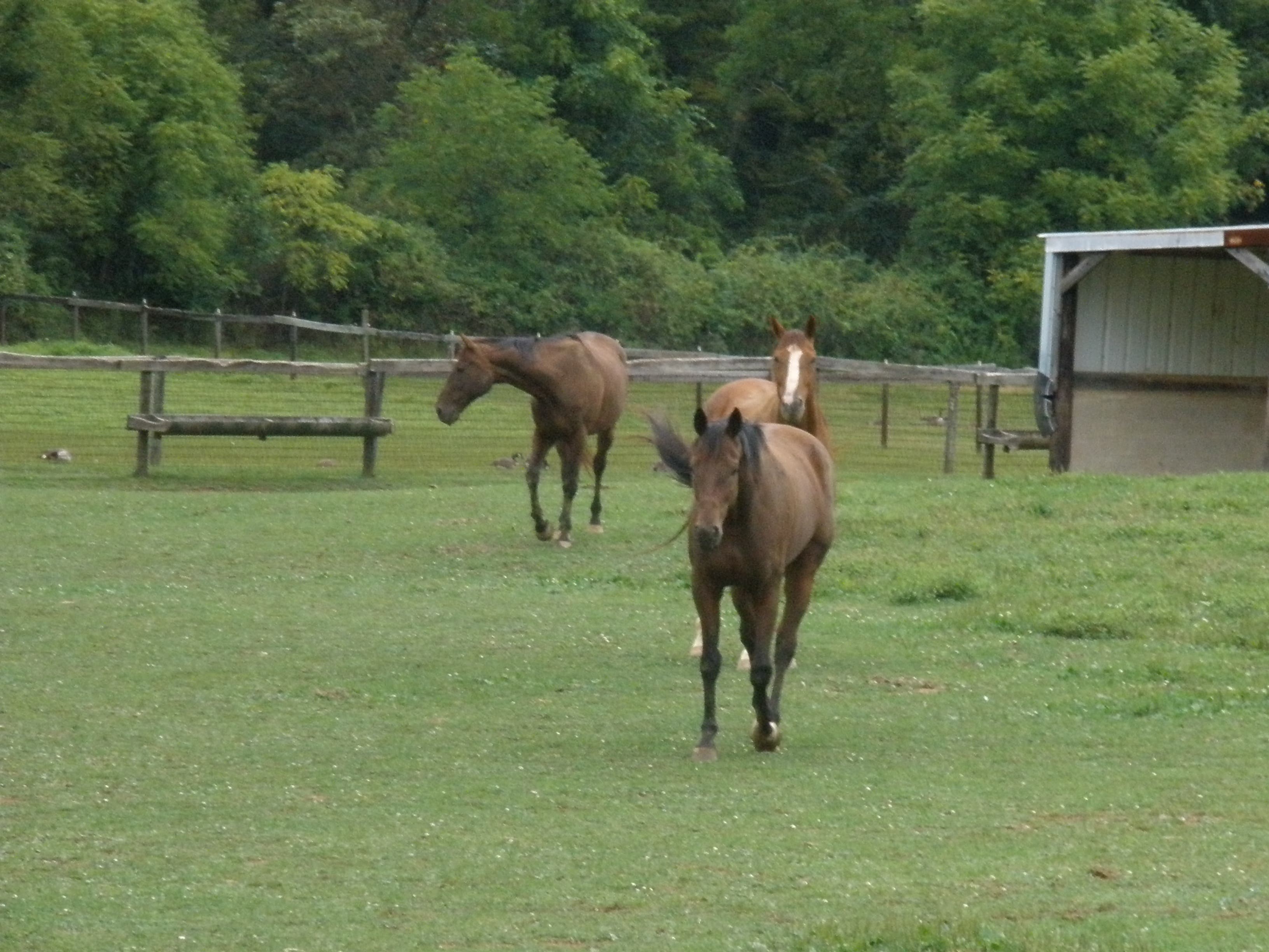 Long Valley Farm Given Permanent Preservation Status | Long Valley, NJ ...
