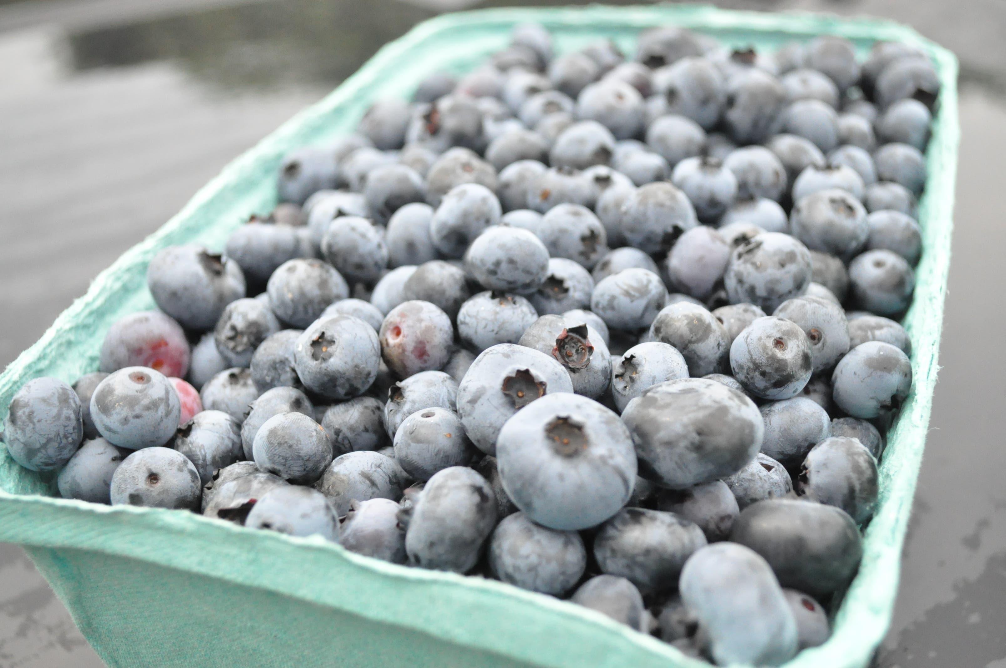 Sweet Berry Farm Blueberries: This Week's Top Pick | Middletown, RI Patch