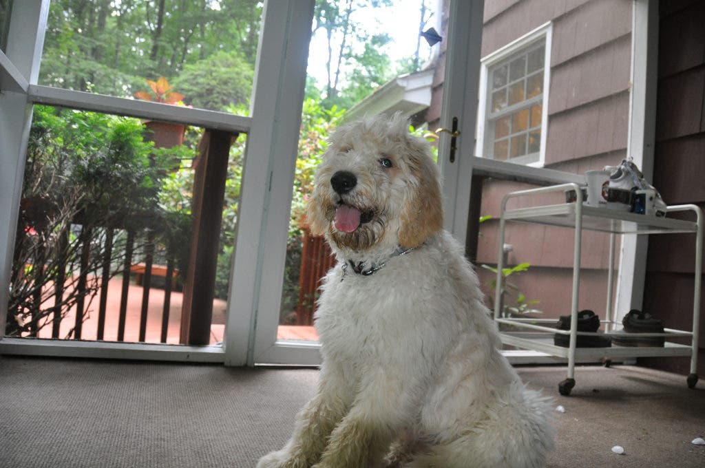 Training an Unruly Dog to Cooperate...in Under 60 Minutes! | Bedford ...