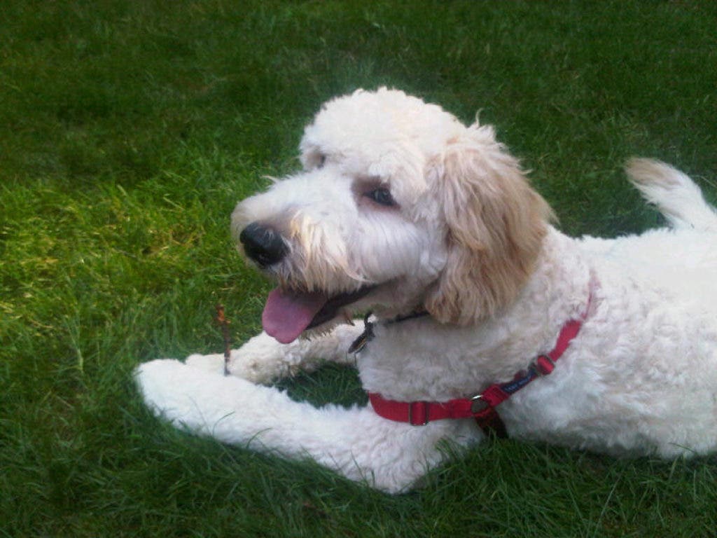 Training an Unruly Dog to Cooperate...in Under 60 Minutes! | Bedford ...