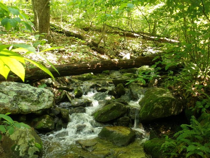 Bears Den Trail | Chantilly, VA Patch
