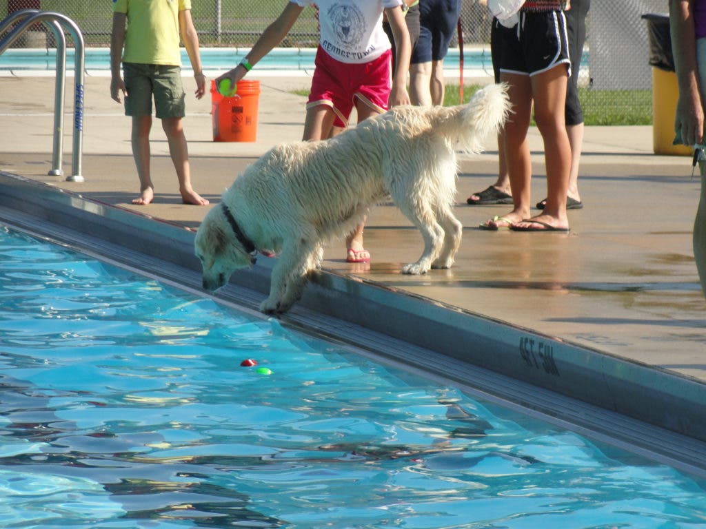 Kennedy Pool Goes to the Dogs | West Hartford, CT Patch
