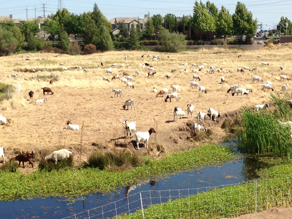 Goats Grazing In Roseville | Roseville, CA Patch