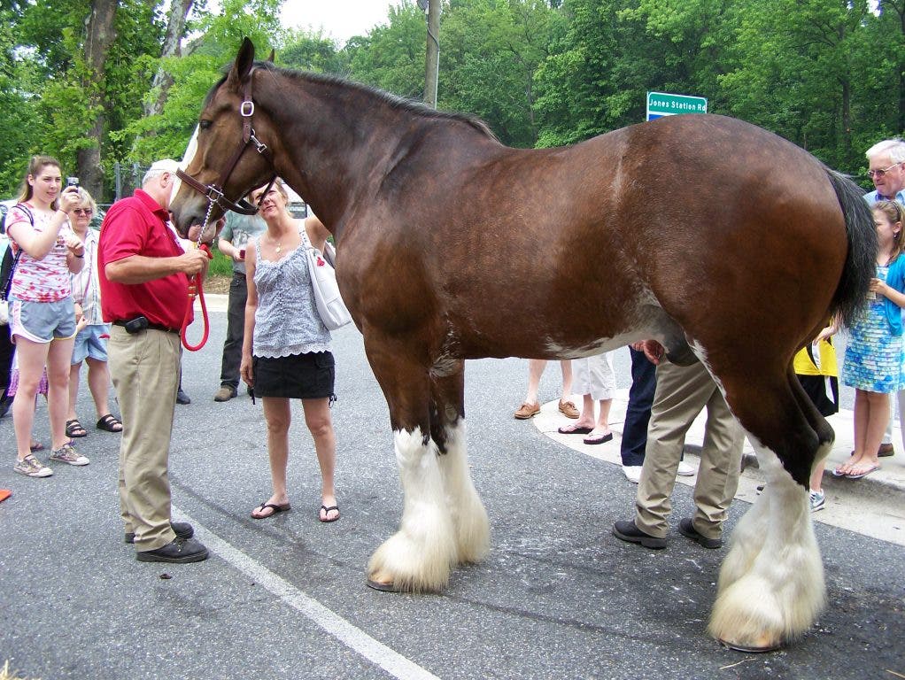 Fishpaws Hosts Great American Beer & Barbecue Event | Broadneck, MD Patch