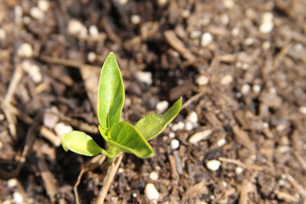 Testing for Soil-borne Lead in a Backyard Garden | Berkeley, CA Patch