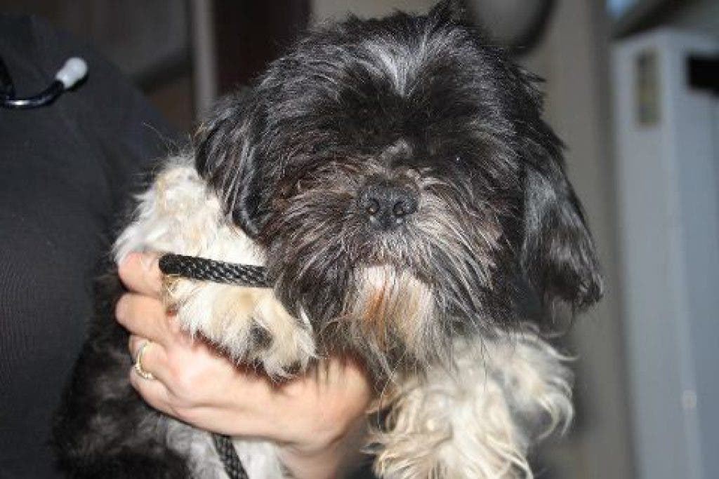 Lost Shih Tzu | Hudson, WI Patch