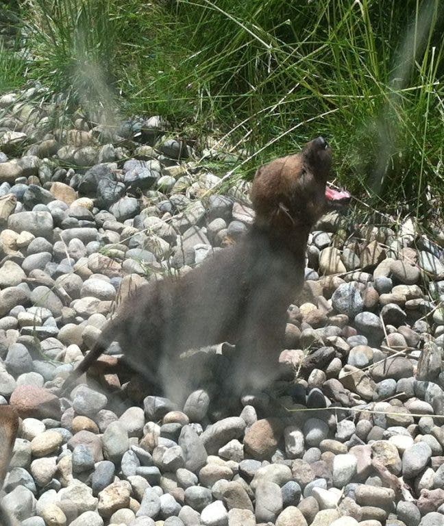 Red Wolf Pup Sighting at PDZA | Gig Harbor, WA Patch