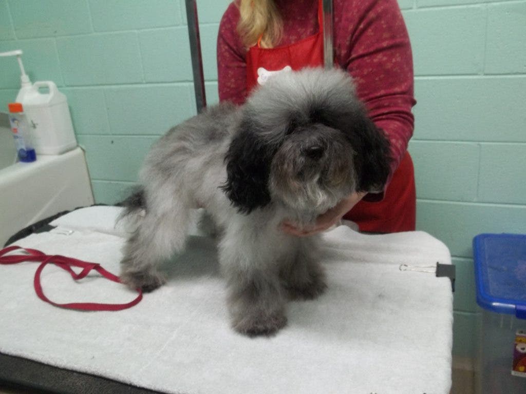 Watch as HAWS Adoptable Pets Become Stars! | Waukesha, WI Patch