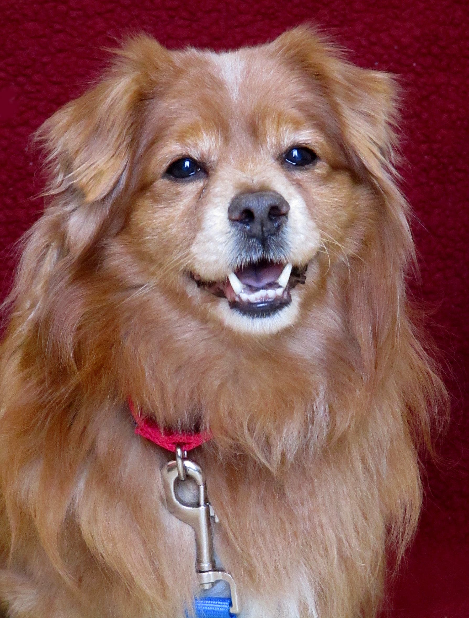 HAWS Adoptable, Gnar! | Waukesha, WI Patch